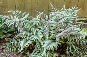 Easy to Grow Perennials for Clay Soil