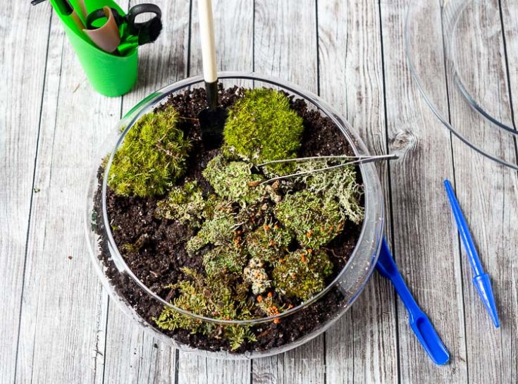 Create an Indoor Moss Garden - Natural Beauty in Your Home | Hearth and ...