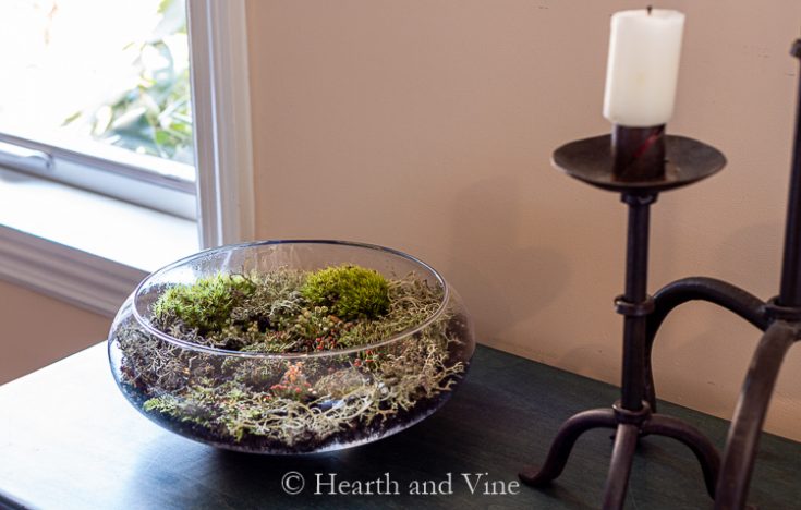 Create an Indoor Moss Garden - Natural Beauty in Your Home | Hearth and ...
