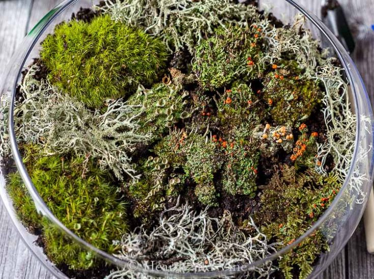 Create an Indoor Moss Garden - Natural Beauty in Your Home | Hearth and ...