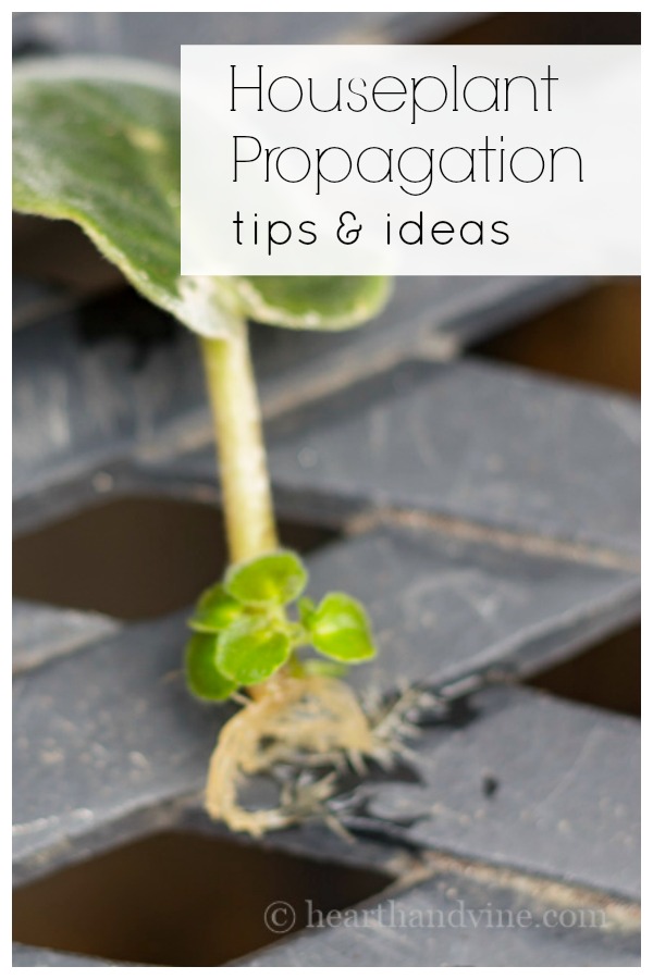 Propagating Houseplants - Tips and Easy Techniques | Hearth and Vine