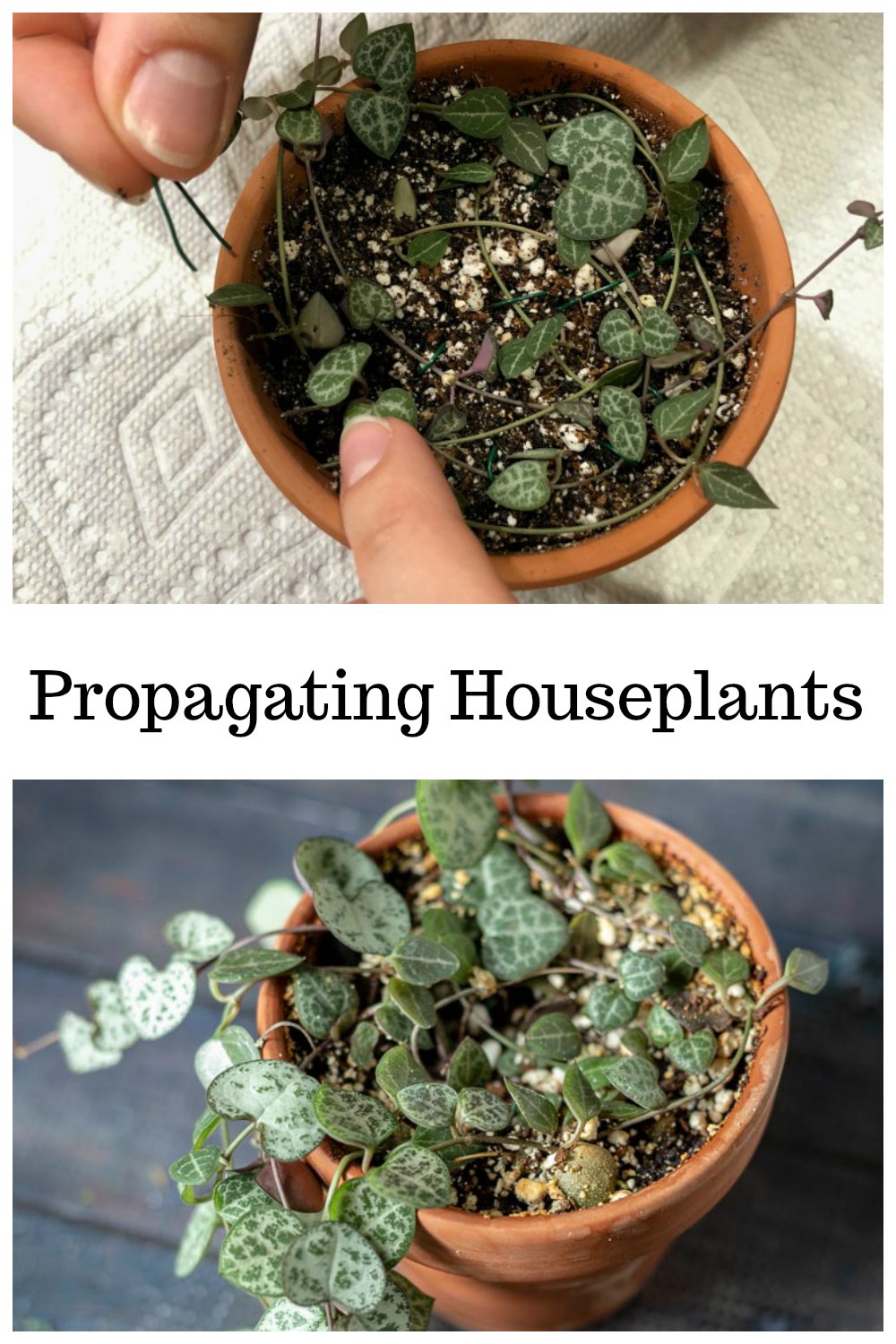 Propagating Houseplants - Tips and Easy Techniques | Hearth and Vine