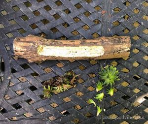 How to Make a Succulent Log Planter | Hearth and Vine