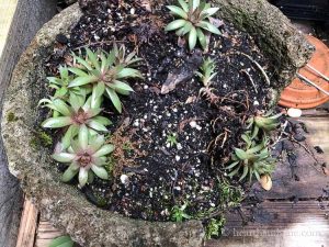 How to Make a Succulent Log Planter | Hearth and Vine
