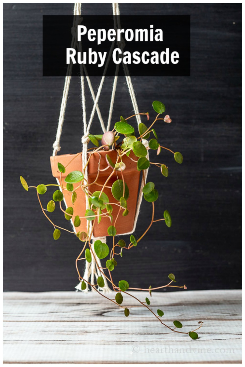 Growing Ruby Cascade - A Pretty Vining Houseplant | Hearth and Vine