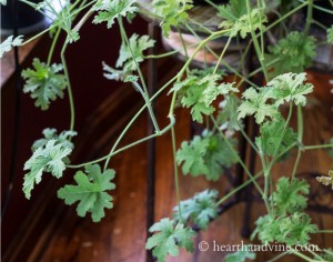 Scented Geraniums: Another Fragrant Beauty You'll Want to Grow