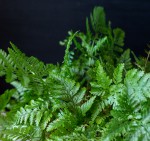 Rabbit's Foot Fern Care - One of the Easiest Ferns to Grow Indoors