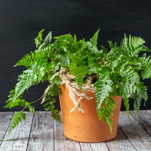 Rabbit's Foot Fern Care - One of the Easiest Ferns to Grow Indoors