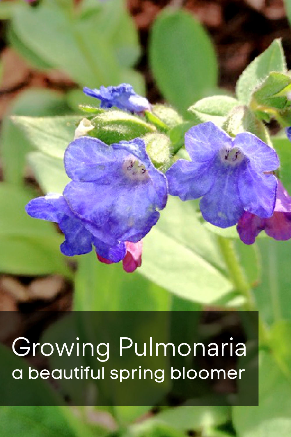 Pulmonaria: A Beautiful Spring Bloomer with an Awful Name