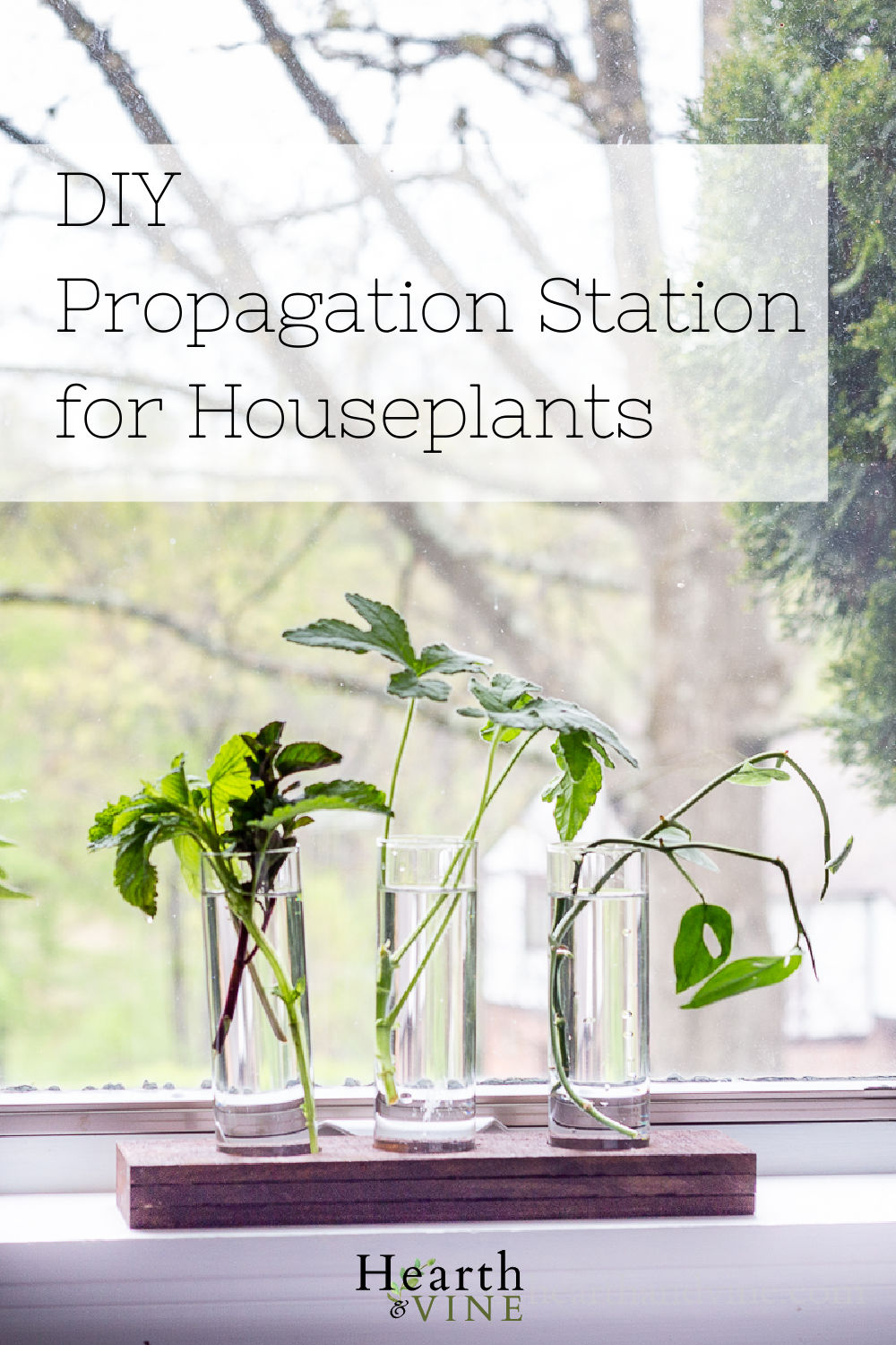 DIY Propagation Station - Free Plants and Home Decor in One