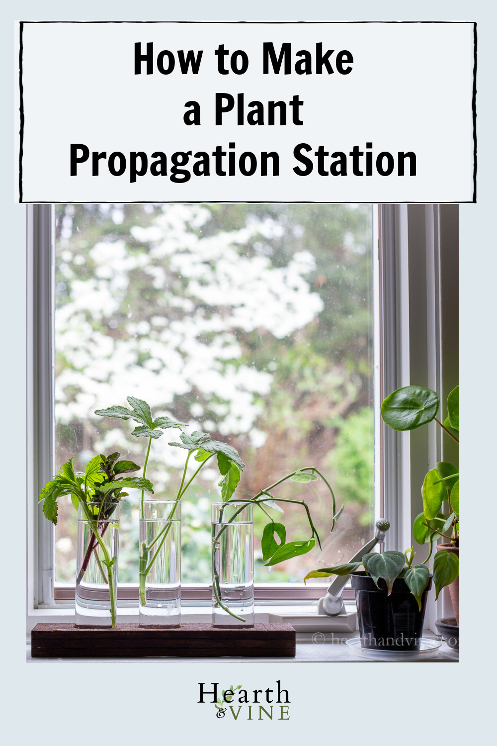 DIY Propagation Station - Free Plants and Home Decor in One
