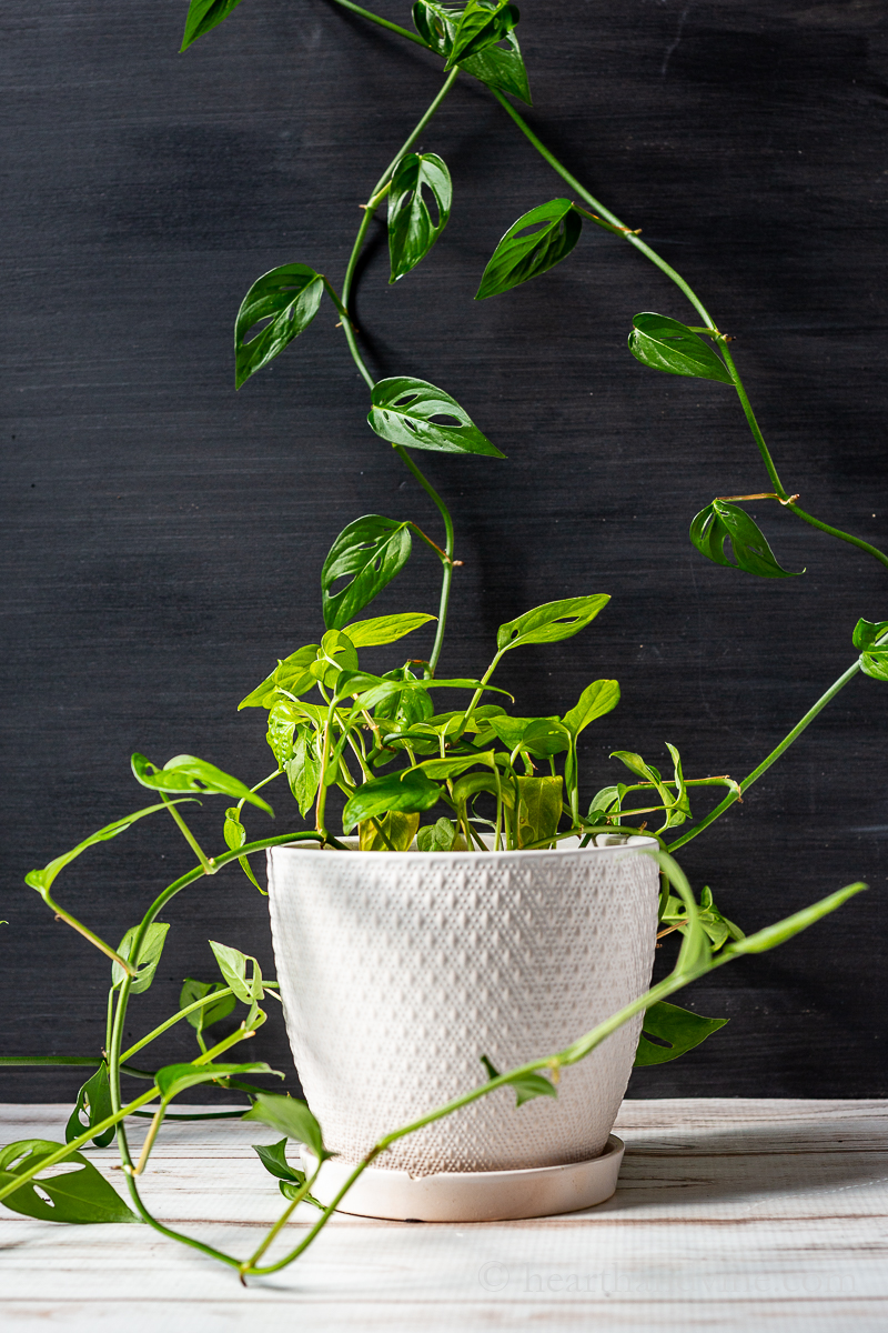 Monstera Adansonii a Beautiful Vining Houseplant You'll Love
