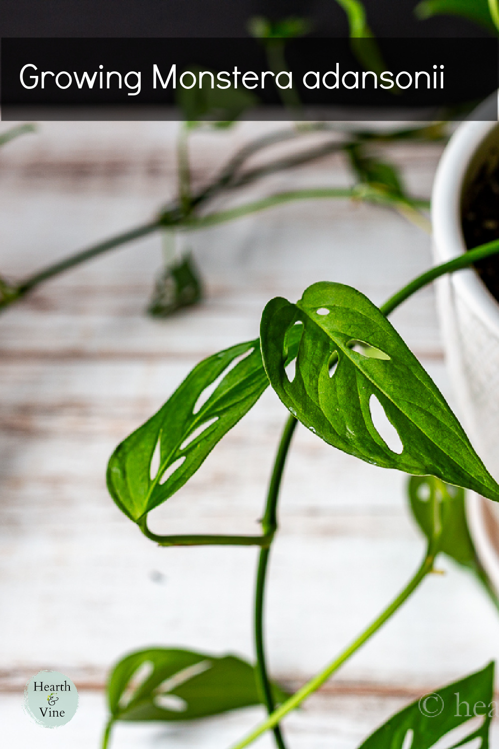 Monstera Adansonii a Beautiful Vining Houseplant You'll Love