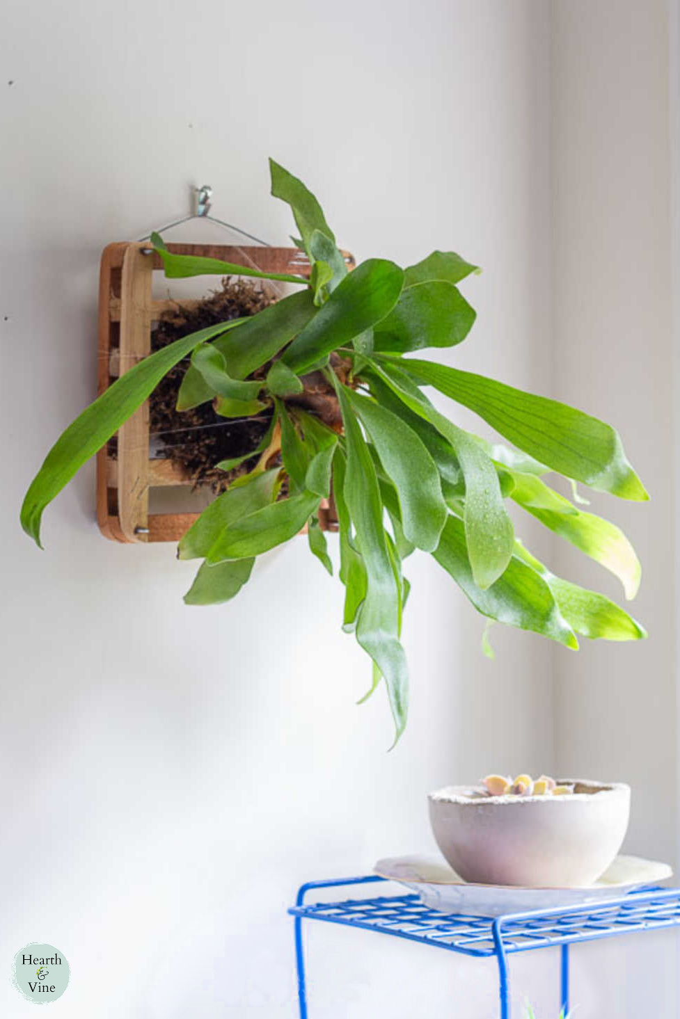 Staghorn Fern Mounting - Creating Beautiful Living Wall Art | Hearth ...