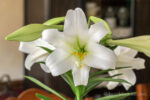 Easter Lilies, Their Meaning, and an Easter Centerpiece | Hearth and Vine