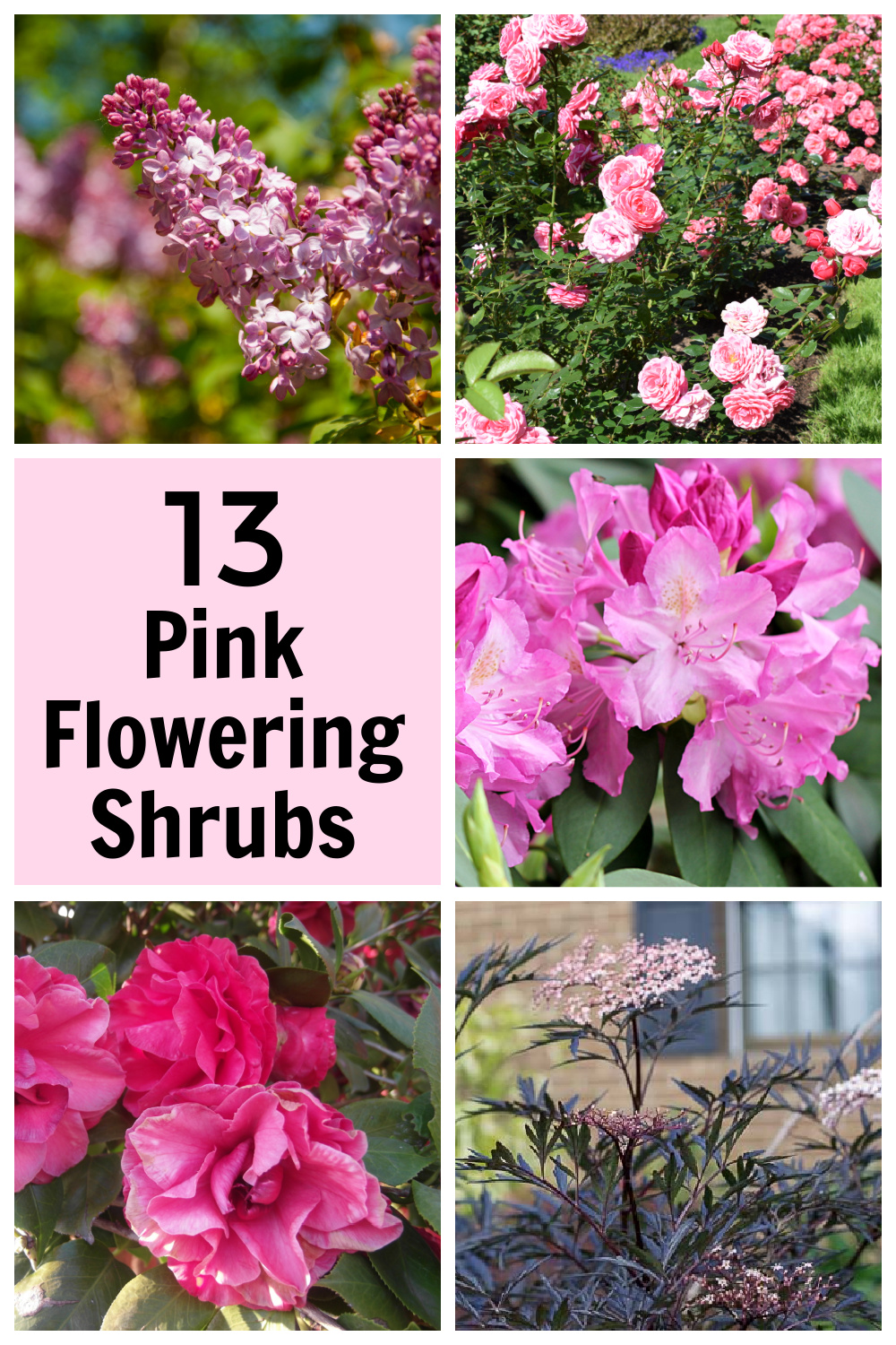 13 Bushes with Pink Flowers You'll Love | Hearth and Vine