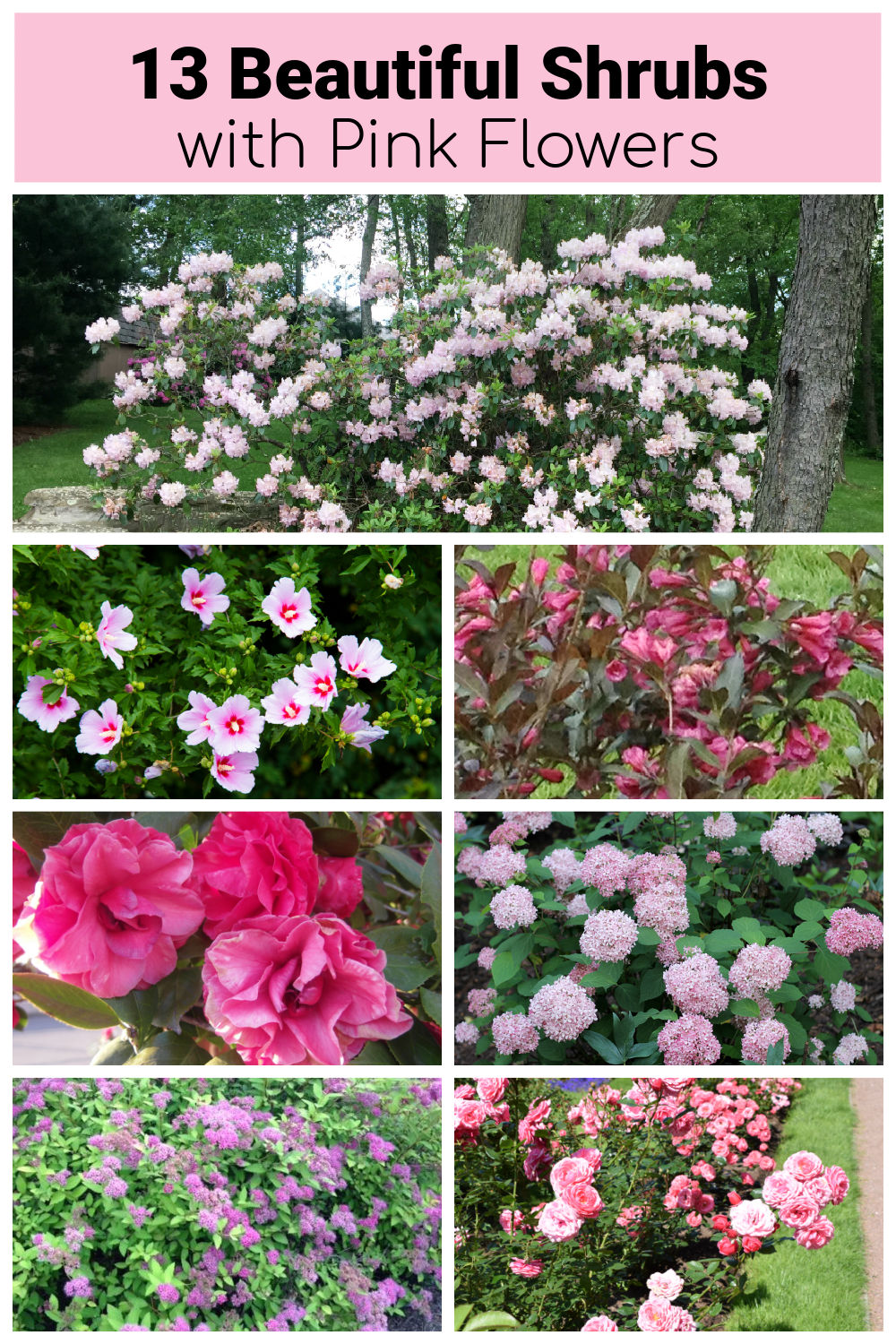 13 Bushes with Pink Flowers You'll Love | Hearth and Vine
