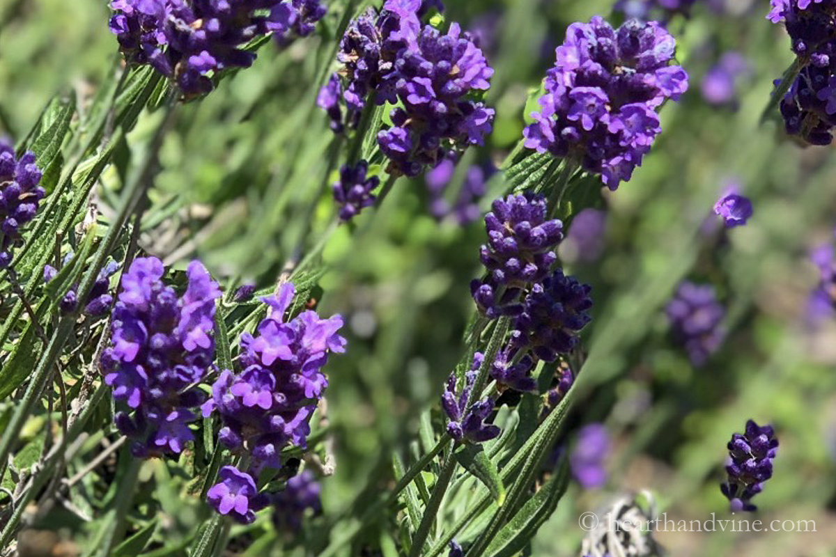 How to Harvest Lavender | Hearth and Vine