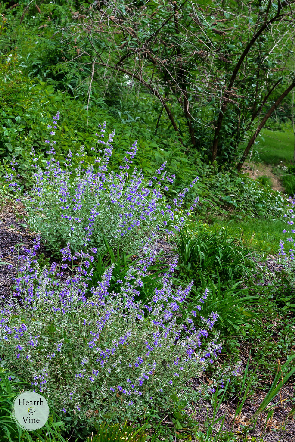 How to Grow and Care for Catmint Plants | Hearth and Vine