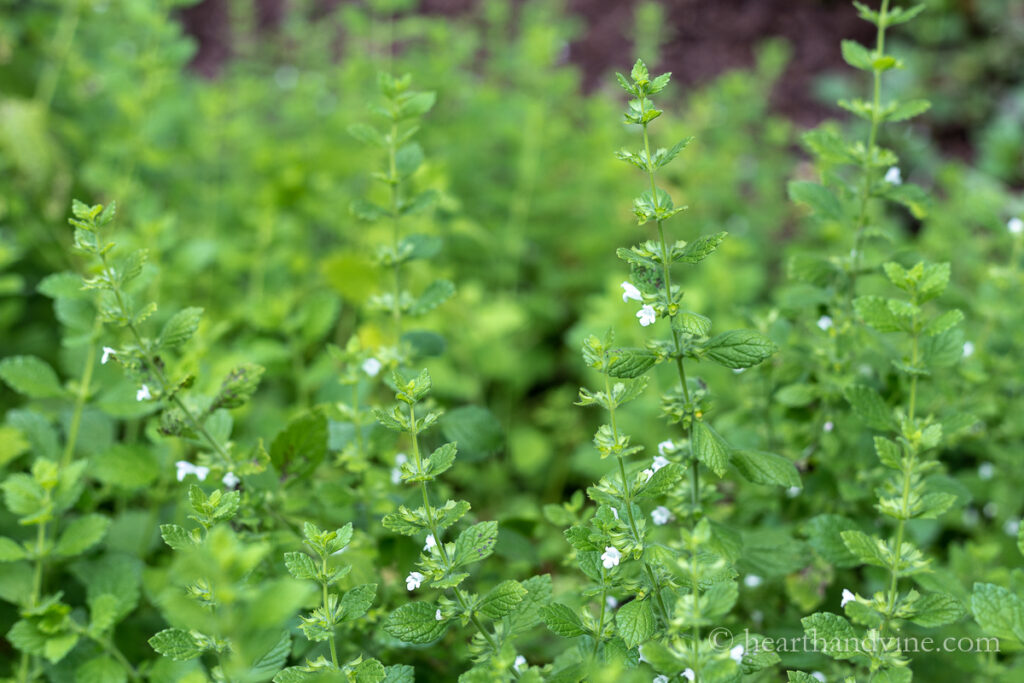Lemon Balm Plant and Making Lemon Balm Syrup