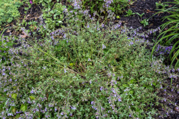 How to Grow and Care for Catmint Plants | Hearth and Vine