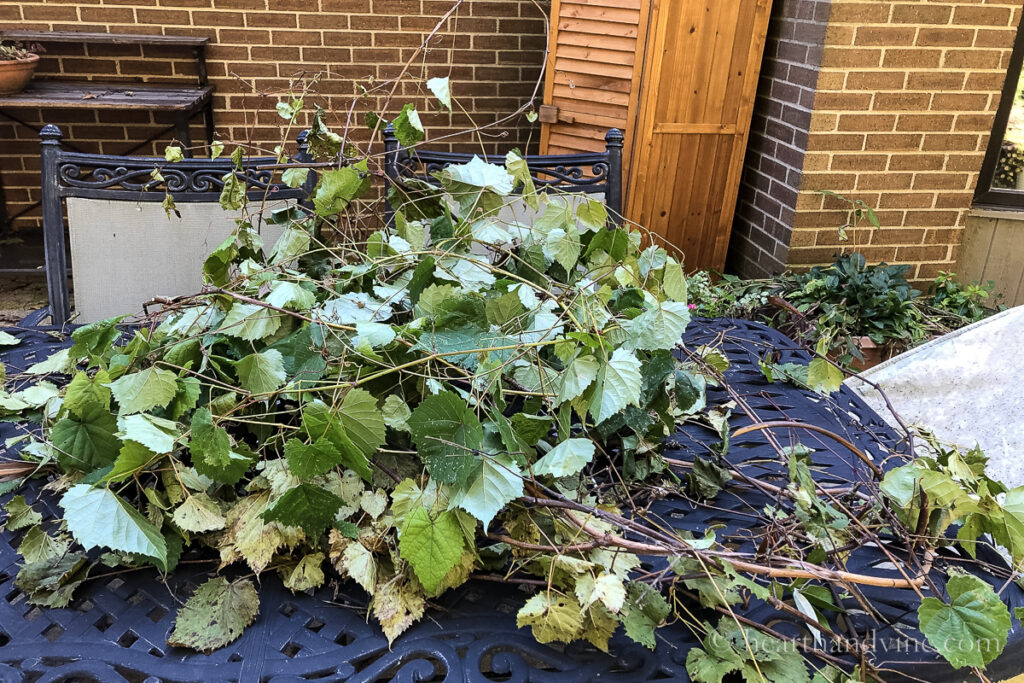 How to Make a Cornucopia for Thanksgiving | Hearth and Vine