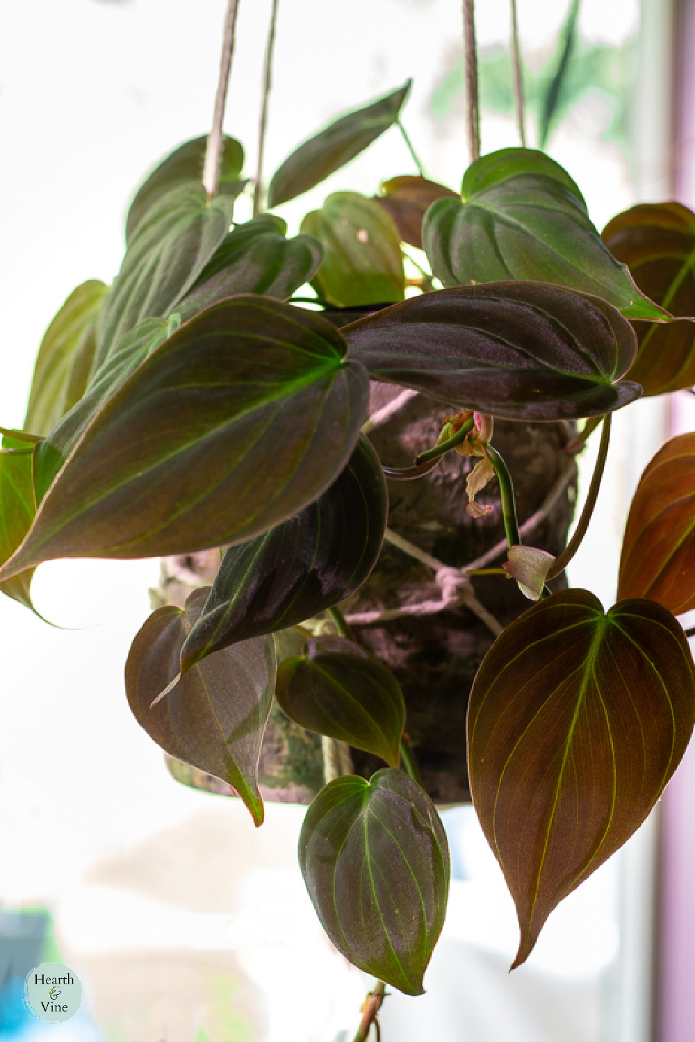 Heartleaf Philodendron Care and Varieties | Hearth and Vine