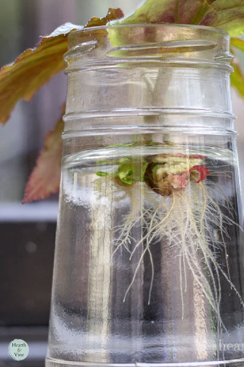 How To Easily Root Plants In Water With Simple Cuttings