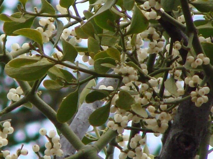 Fun Facts About Mistletoe - History and Traditions