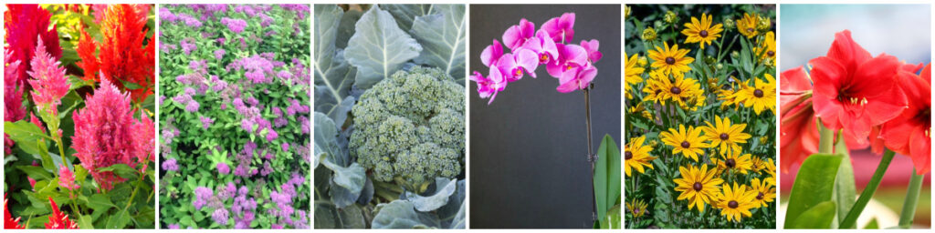 2023 Plants of the Year - Easy Picks for this year's garden