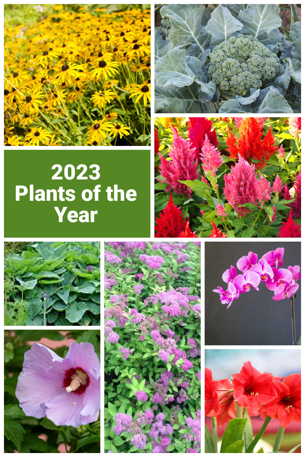 2023 Plants of the Year - Easy Picks for this year's garden