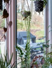 DIY Tea cup Planter and String of Pearls
