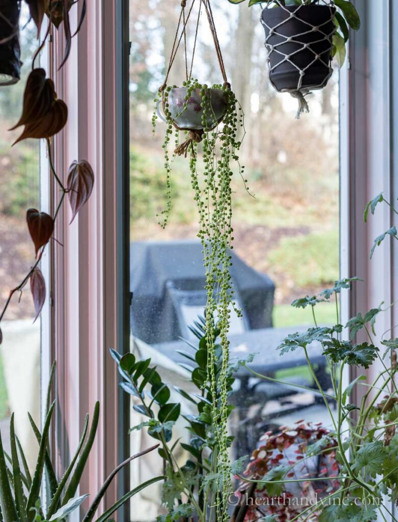 DIY Tea cup Planter and String of Pearls