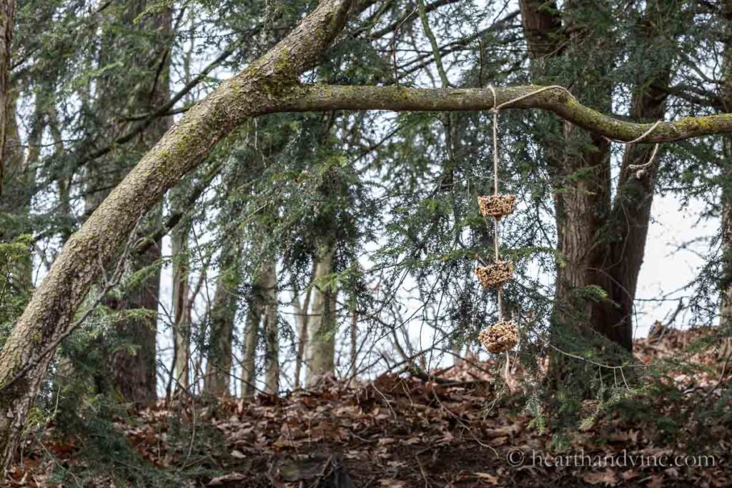 DIY Birdseed Cakes | Hearth and Vine