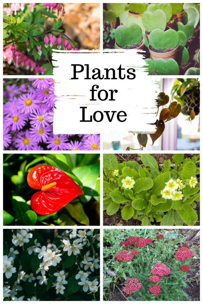 Plants for Love - Romantic Plants to Buy or Gift