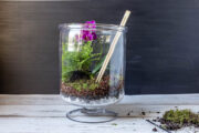 How to Make an Open Terrarium | Hearth and Vine
