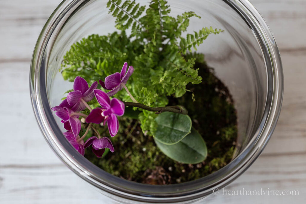 How to Make an Open Terrarium | Hearth and Vine