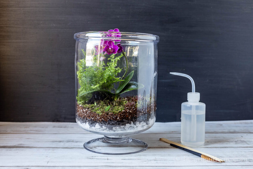 How to Make an Open Terrarium | Hearth and Vine