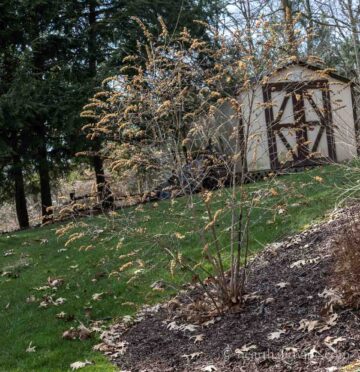 Butterfly Bush Pruning Tips aka Buddleia | Hearth and Vine