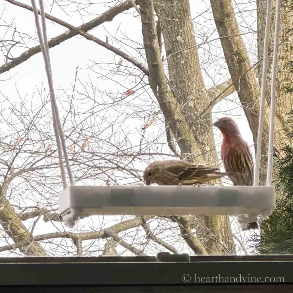 Make a Bird Feeder that Sticks to the Window