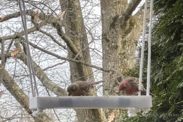 Make a Bird Feeder that Sticks to the Window | Hearth and Vine