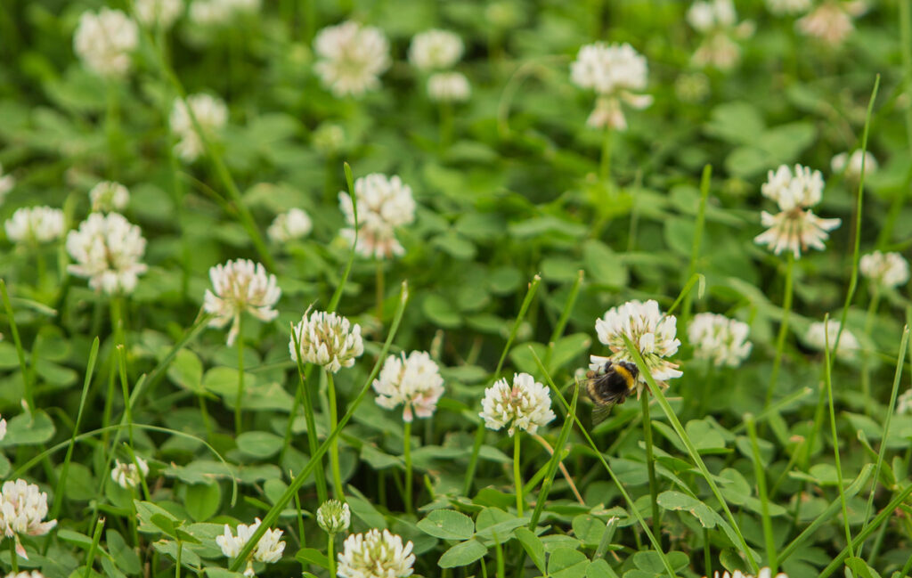 Best Plants for Honey Bees to Add to Your Garden