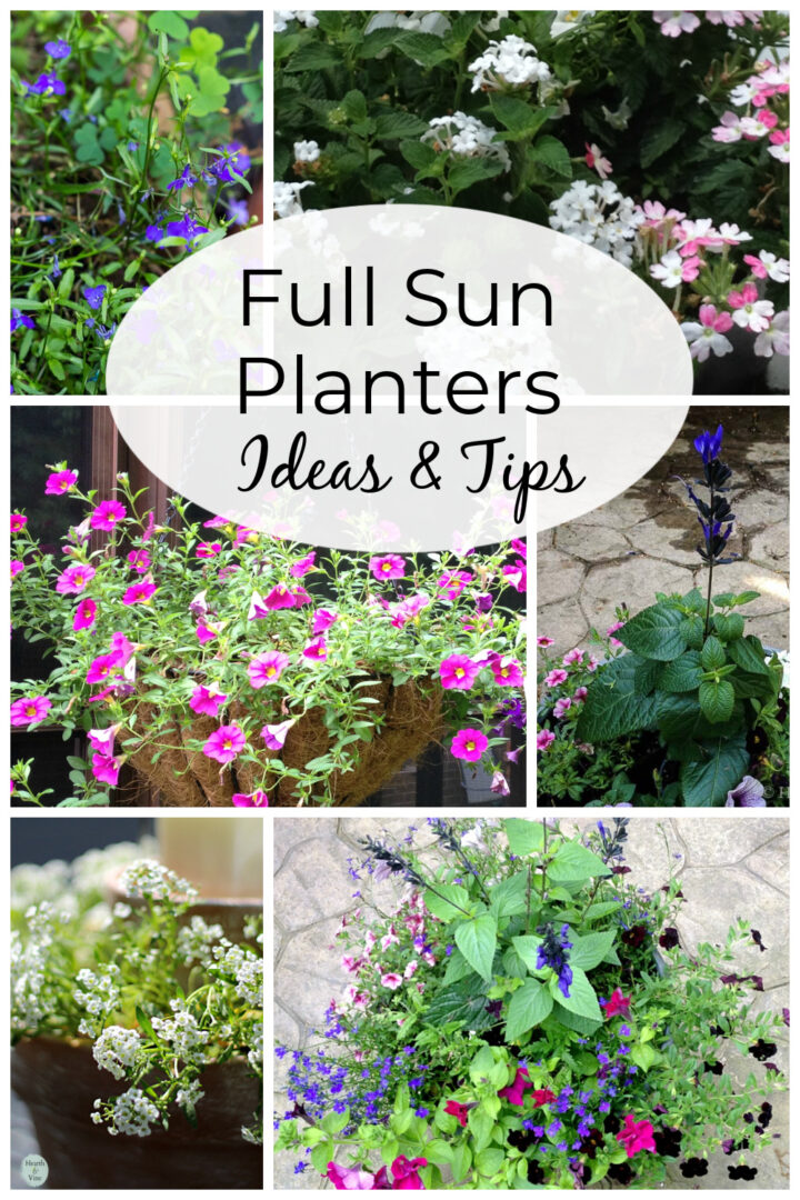 Full Sun Planter Ideas: Containers That Last All Season
