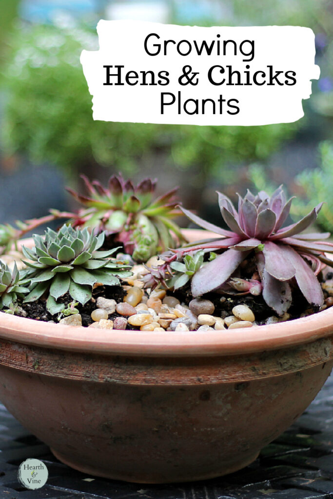 Hens and Chicks Plants - Easy to Grow Sempervivum Succulents