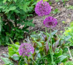 Purple Perennial Flowers: Easy to Grow | Hearth and Vine