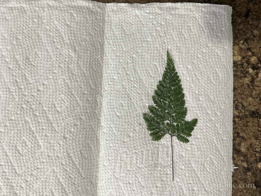 DIY Lantern Tutorial | Hearth and Vine