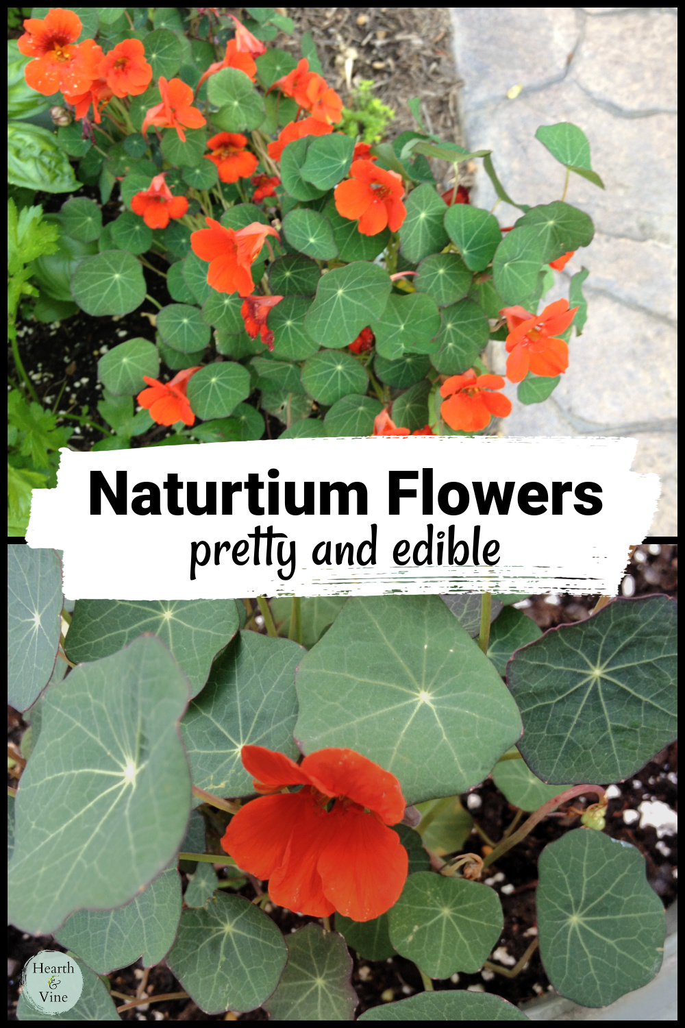 Growing Nasturtiums Flowers: Beautiful Edible Flowers | Hearth and Vine