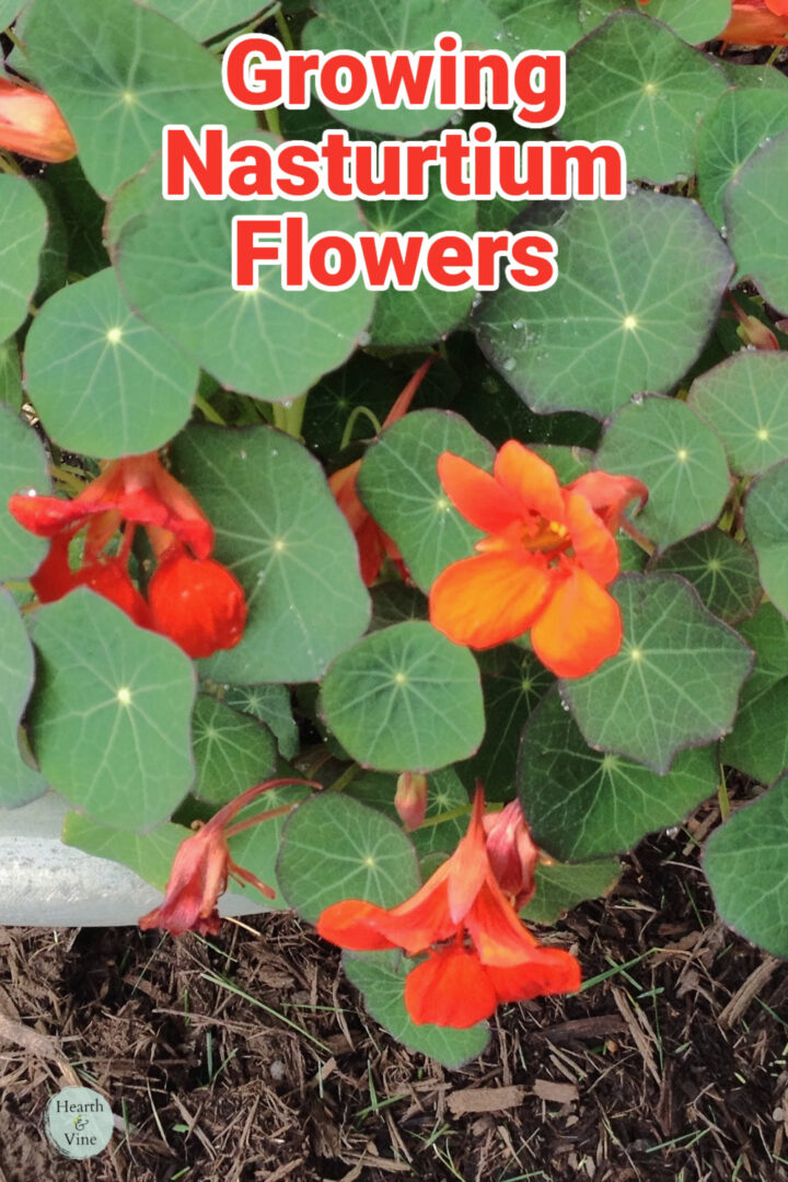 Growing Nasturtiums Flowers: Beautiful Edible Flowers | Hearth and Vine