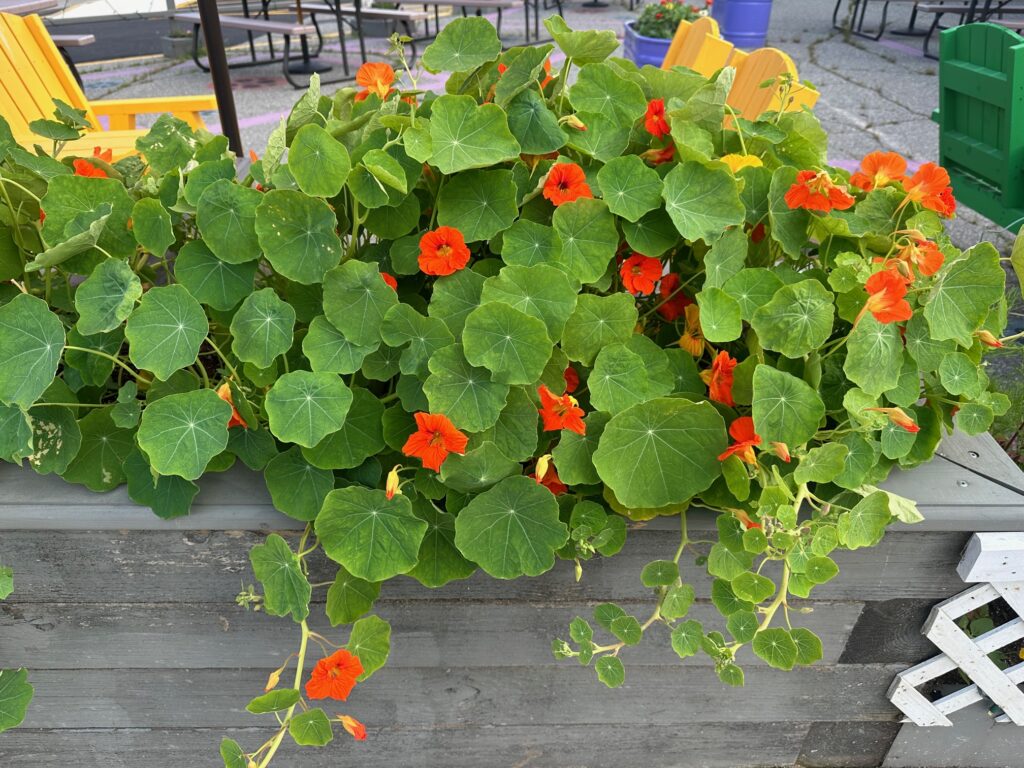 Growing Nasturtiums Flowers: Beautiful Edible Flowers | Hearth and Vine