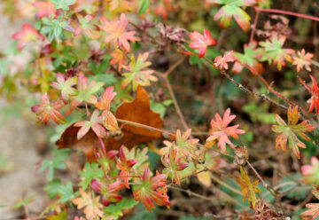 Perennials for Fall Color that Last Until Winter| Hearth and Vine